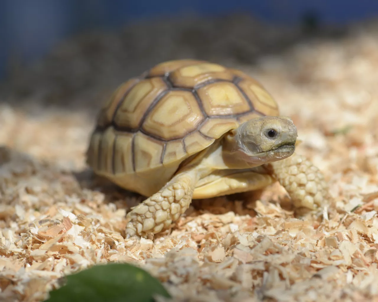 La tortuga es una especie de reptil